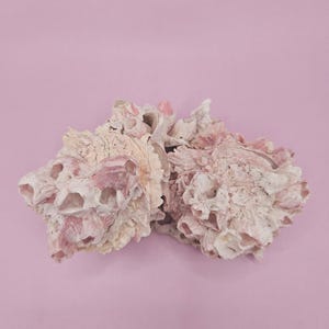 Barnacle With Yellow Jewel Box Shell – Gulf of Mexico (4.6"x3.2") - Etsy