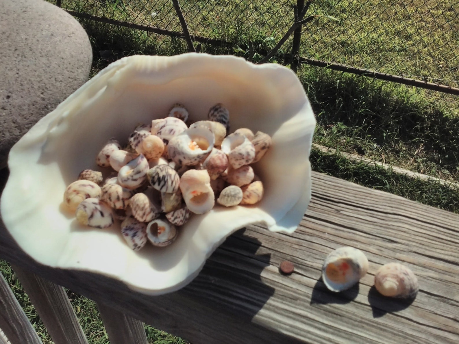 Bleeding Tooth Sea Shells Seashell Supplies Supply Crafting - Etsy