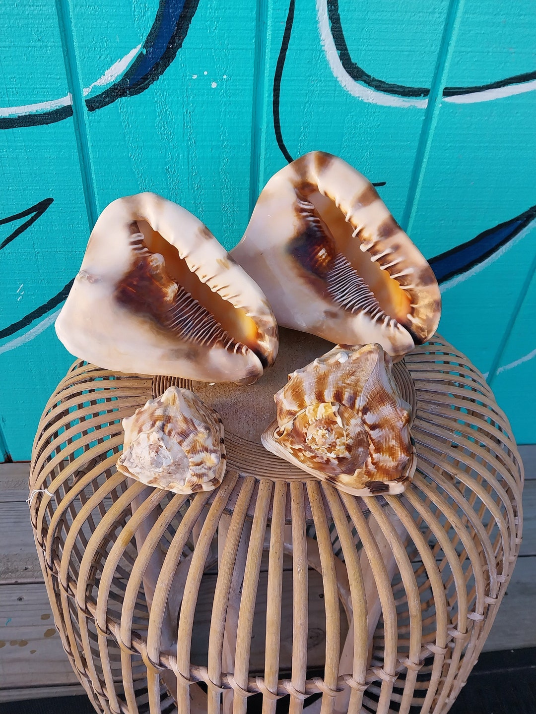 King Helmet Cassis Tuberosa Shell - Etsy