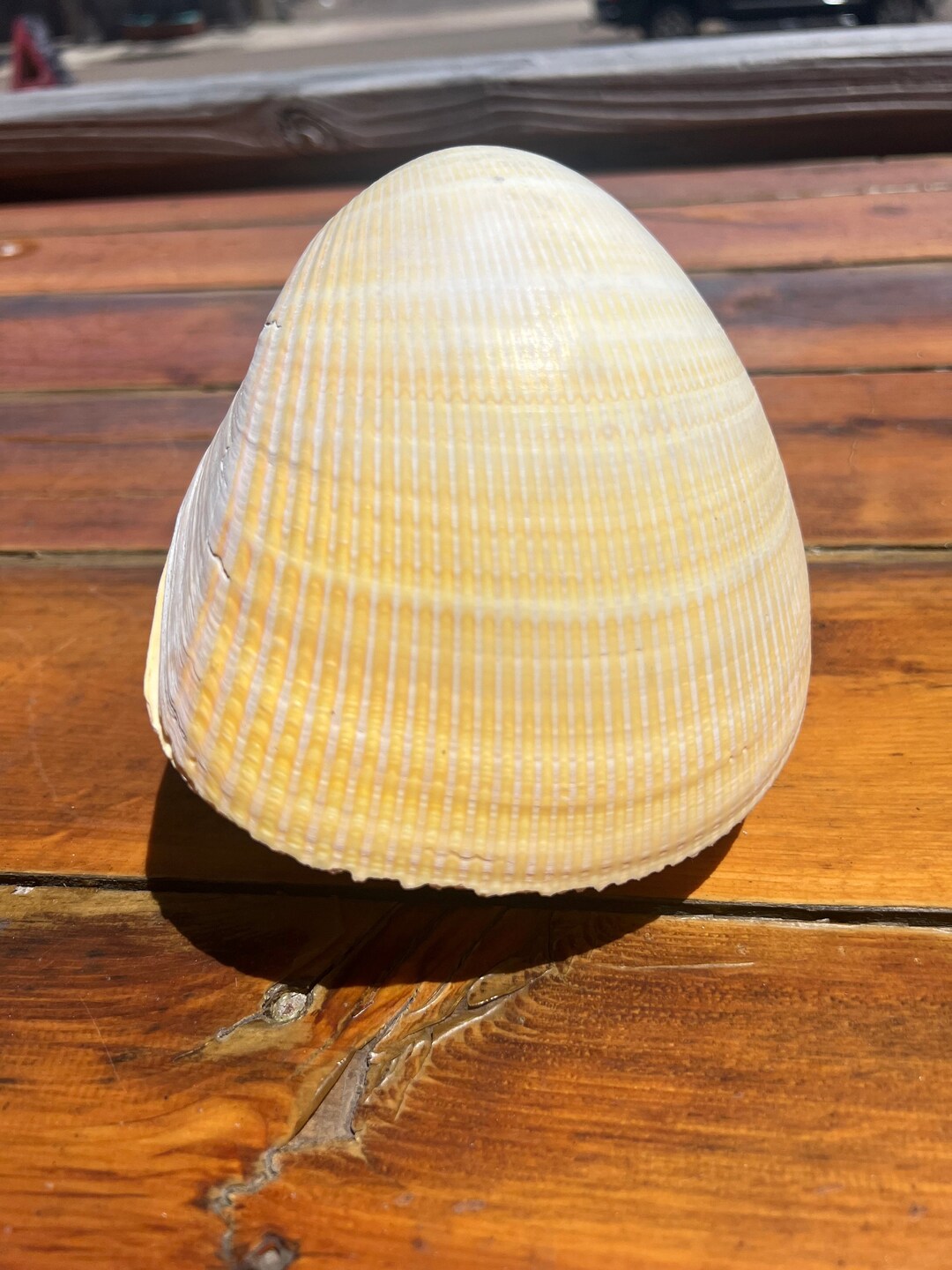 Giant Atlantic Heart Cockle Shell Pair - Etsy