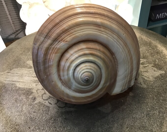 Vintage Giant Tun Tonna Shell Vintage Shell Species Display - Etsy