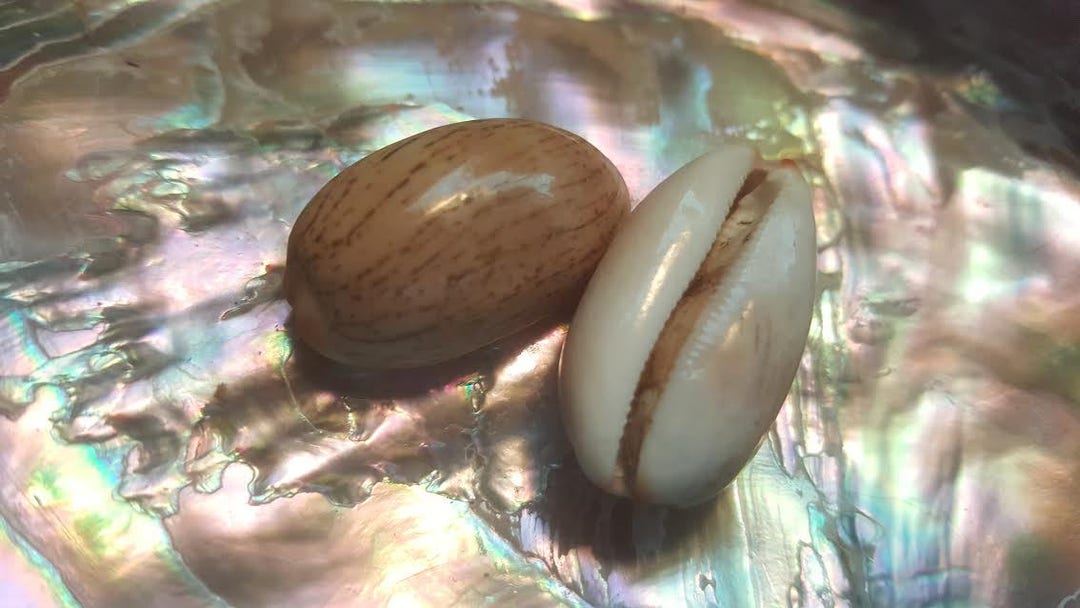 Queen Isabella Cowrie Cowry Shells 1-1.75" Seashells/ Pale Soft Beige ...