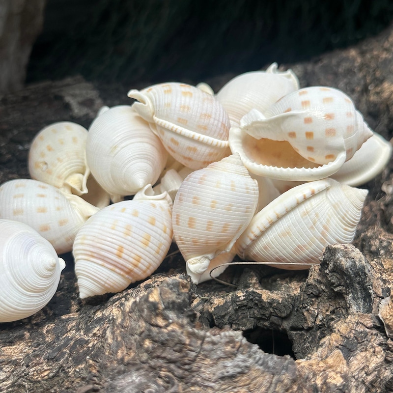 Bonnet Terrarium - Etsy