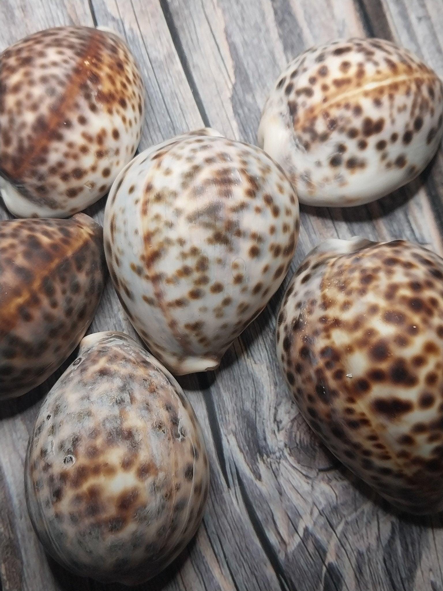 Tiger Cowrie Cypraea Tigris Shells GRADE B - Etsy