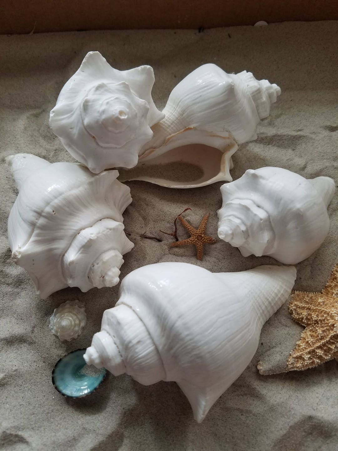 Big White Vole Conch Shells 3-4 Beach Wedding DIY Arrangement ...