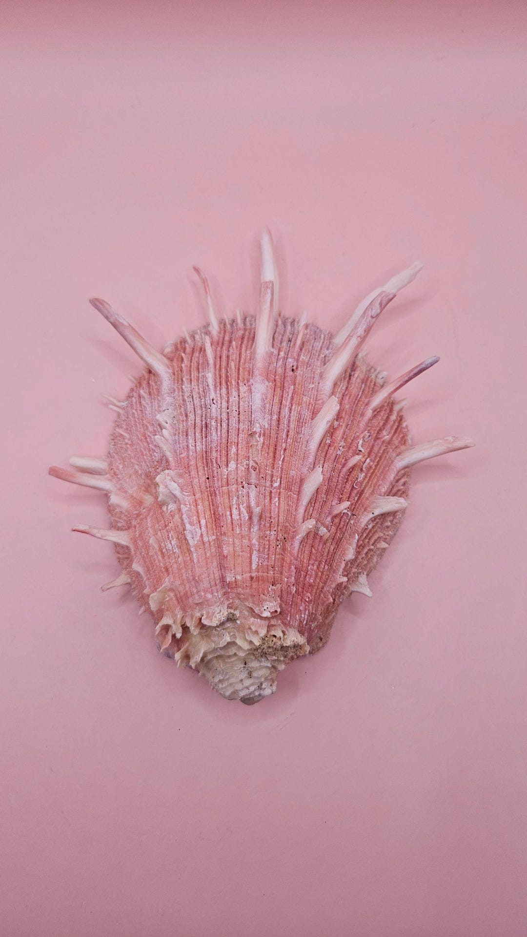 Spiny Spondylus Shell Half Display – 6x5 Coastal Pink Shell - Etsy