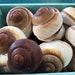 Muffin Shells Large Snail Brown White Snail Seashells - Etsy