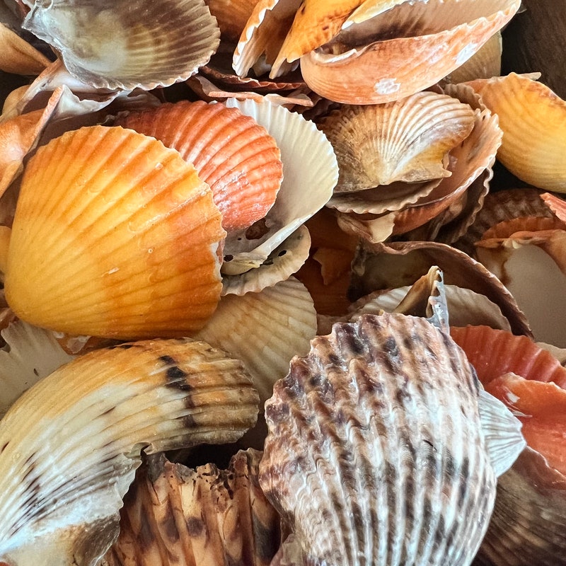 Calico Scallop Shell - Etsy