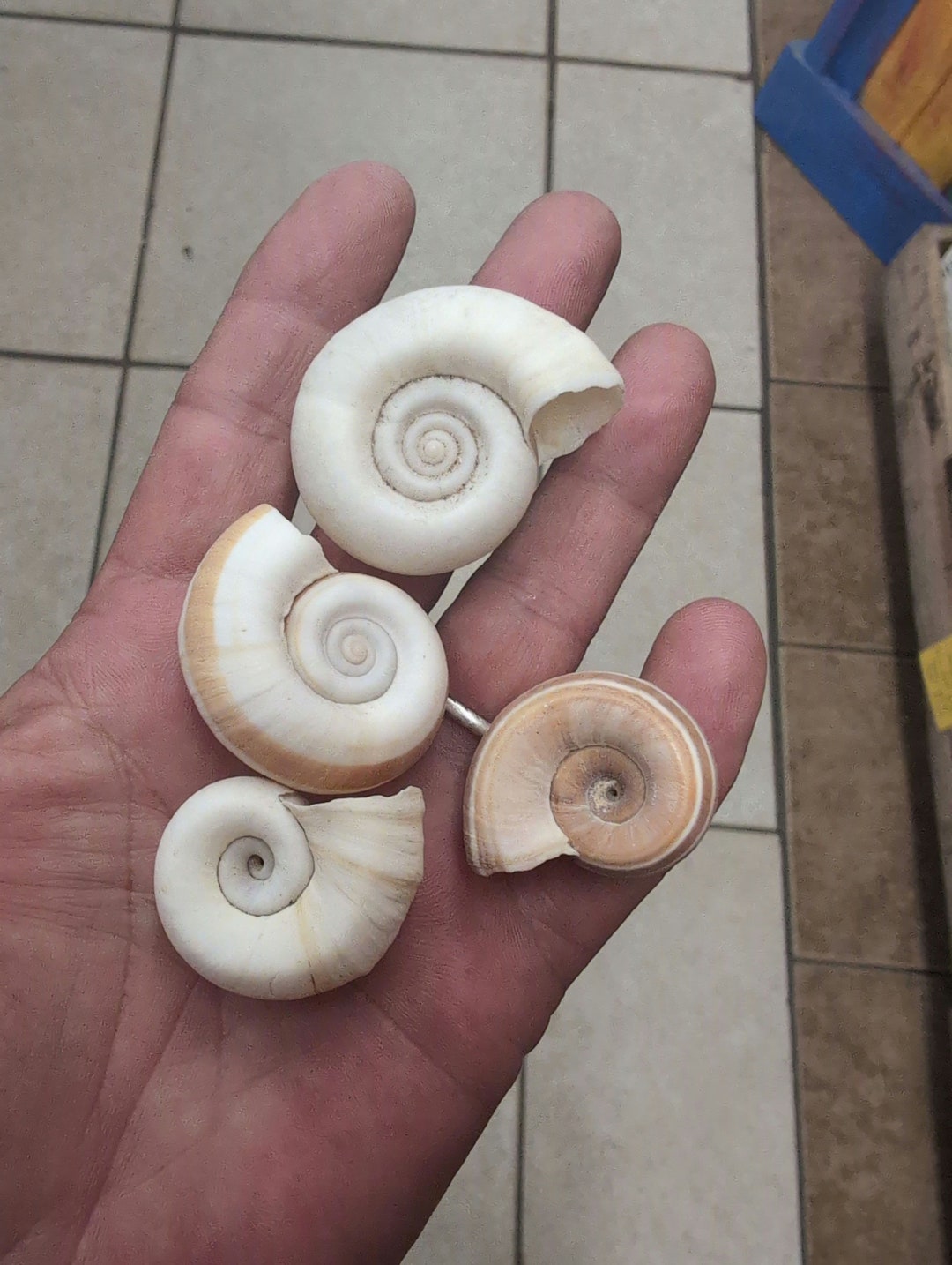 Rams Horn Snail Shells - Etsy
