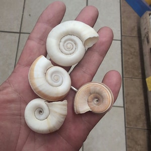 Rams Horn Snail Shells - Etsy