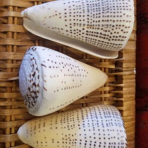 Large Lettered Cone Shells Letter Litteratus Conus Seashells Spotted ...
