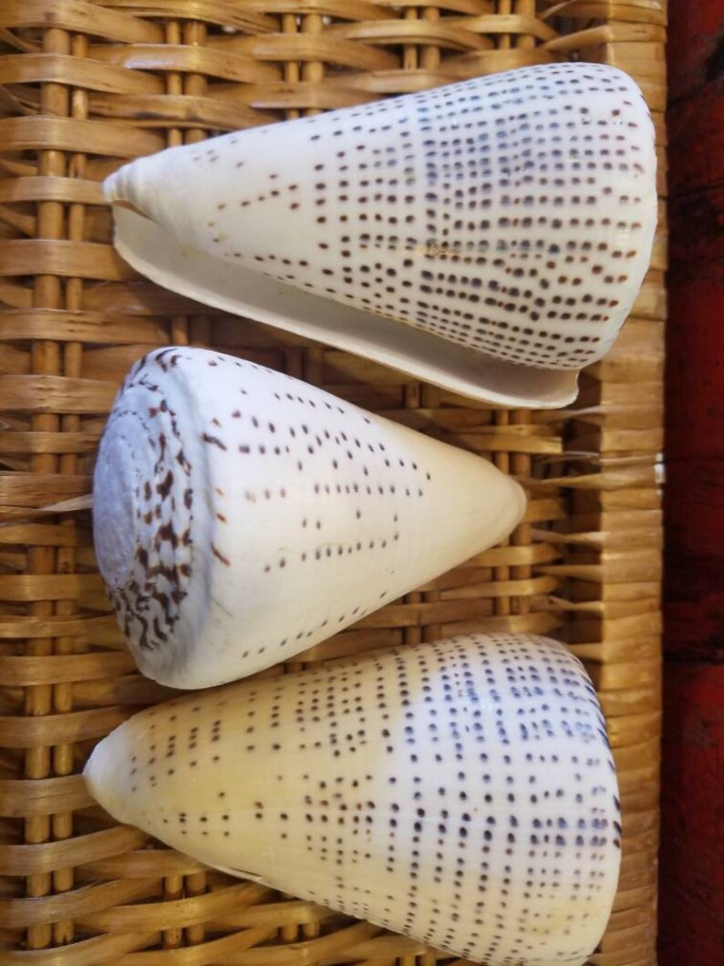 Large Lettered Cone Shells Letter Litteratus Conus Seashells - Etsy