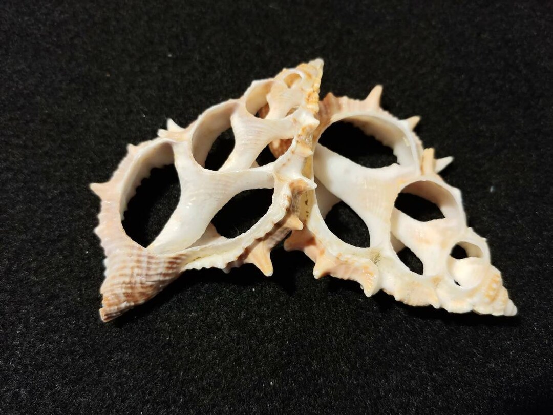 Bursa Rana Maple Leaf Shell Center Slice DIY Crafts Coastal Projects ...