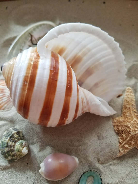 Large Striped Tonna Tun Shell Sea Snails Sulcosa Spiral Top | Etsy