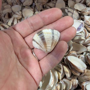 Venus Striped Clam Shells - Chamelea Gallina - Etsy