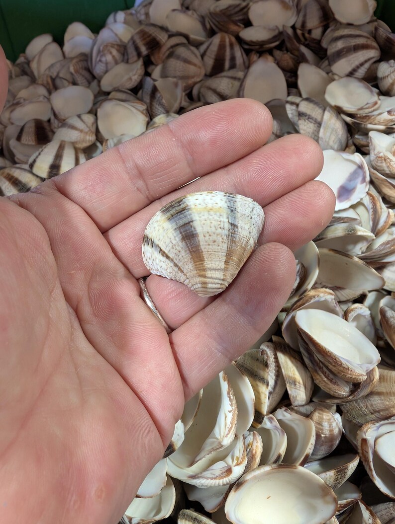 Venus Striped Clam Shells - Chamelea Gallina - Etsy