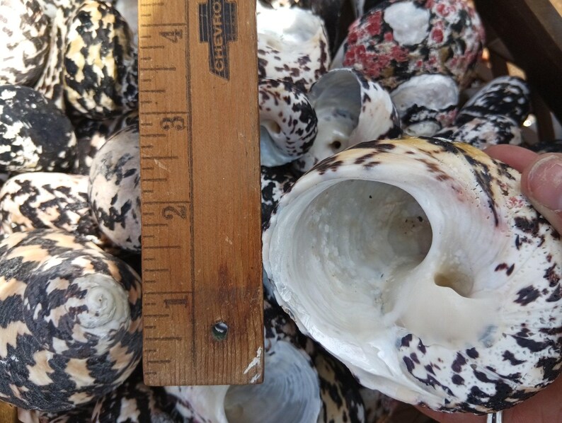 Black and Pearl Pica Magpie Turbo Shells Caribbean Gulf Seashells - Etsy