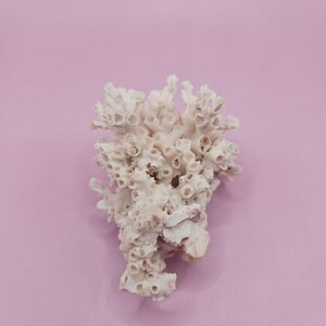 Ivory Bush Coral – Oculina Varicosa (2.5") - Etsy