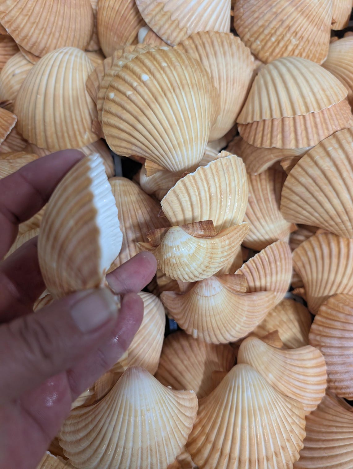 Edged Mexican Deep Cup Scallop Shells - Etsy