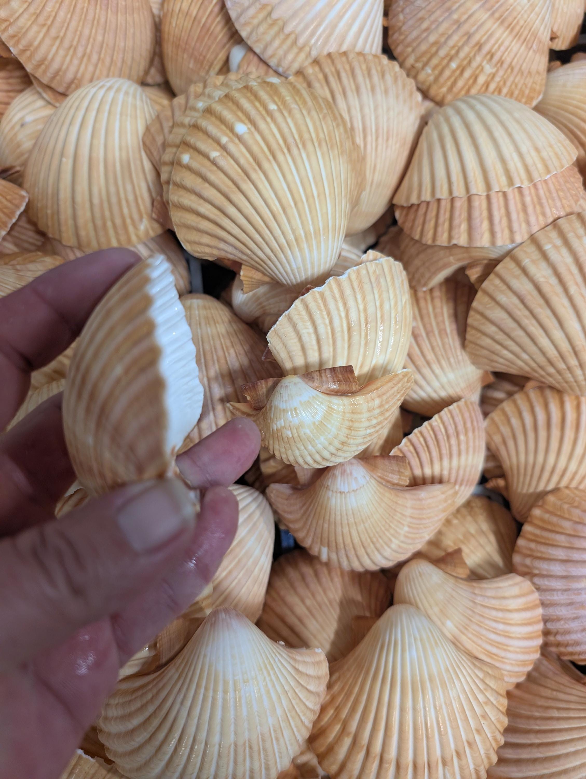 Edged Mexican Deep Cup Scallop Shells - Etsy