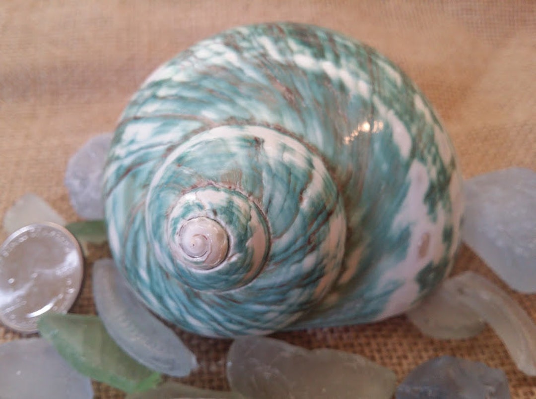 Polished Jade Turbo Shells 3-4 Coastal Decor Weddings Candle Making ...