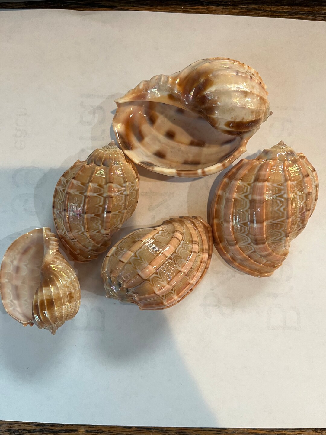 Select Iridescent Harpa Shells 2-3" Natural Ribbed Seashells Unique Design - Etsy