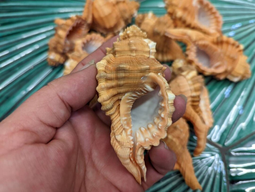 Pear Triton Conch Shell 3-4" CYMATIUM PYRUM Brown Tan White Spiral Top ...
