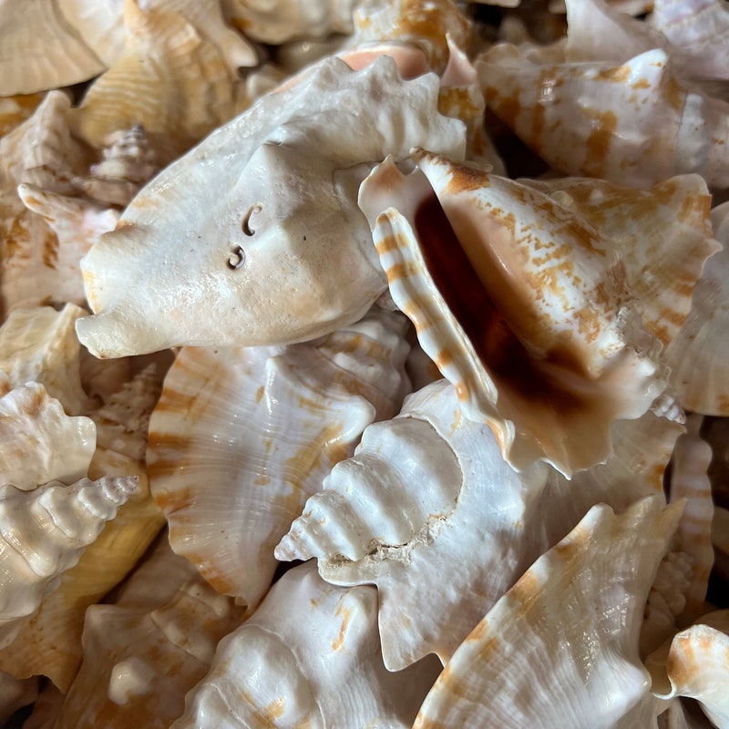 Decoupage Conch Shells - Etsy