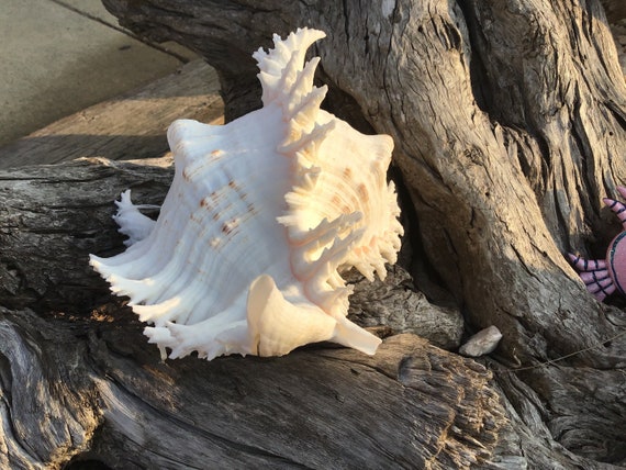 Natural Large Murex Ramosus Conch Spiky Shell Collection White Tan Pink ...