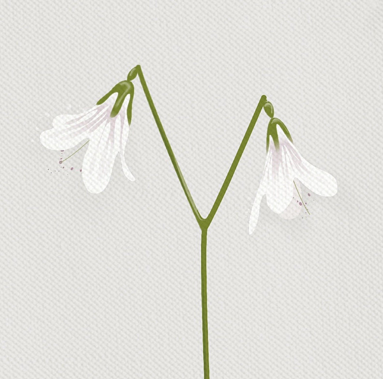 Twin Flower Linnaea Borealis Tea Towel. Botanical Wildflower Tea Towel ...