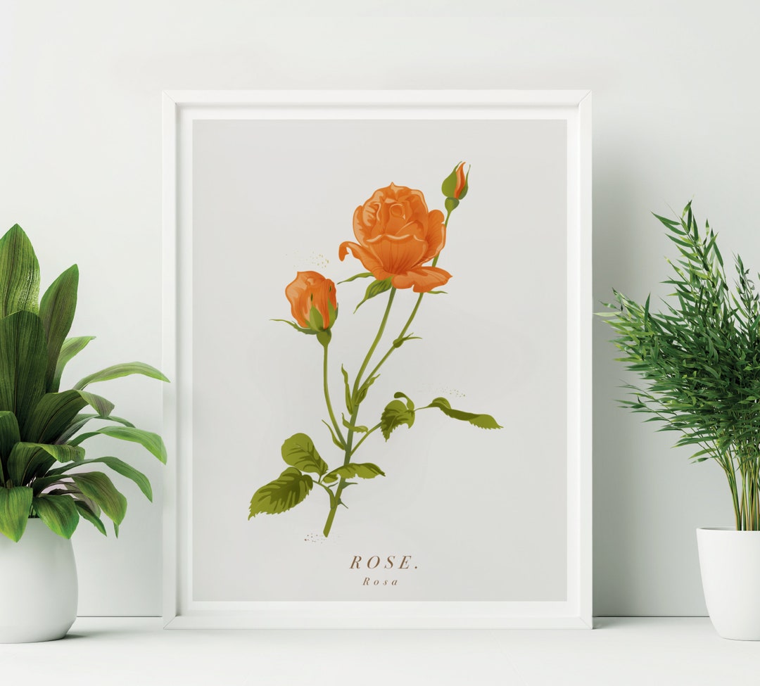 Unframed Red Rose Print. Red Rose Botanical Illustration. Red Rose Art ...