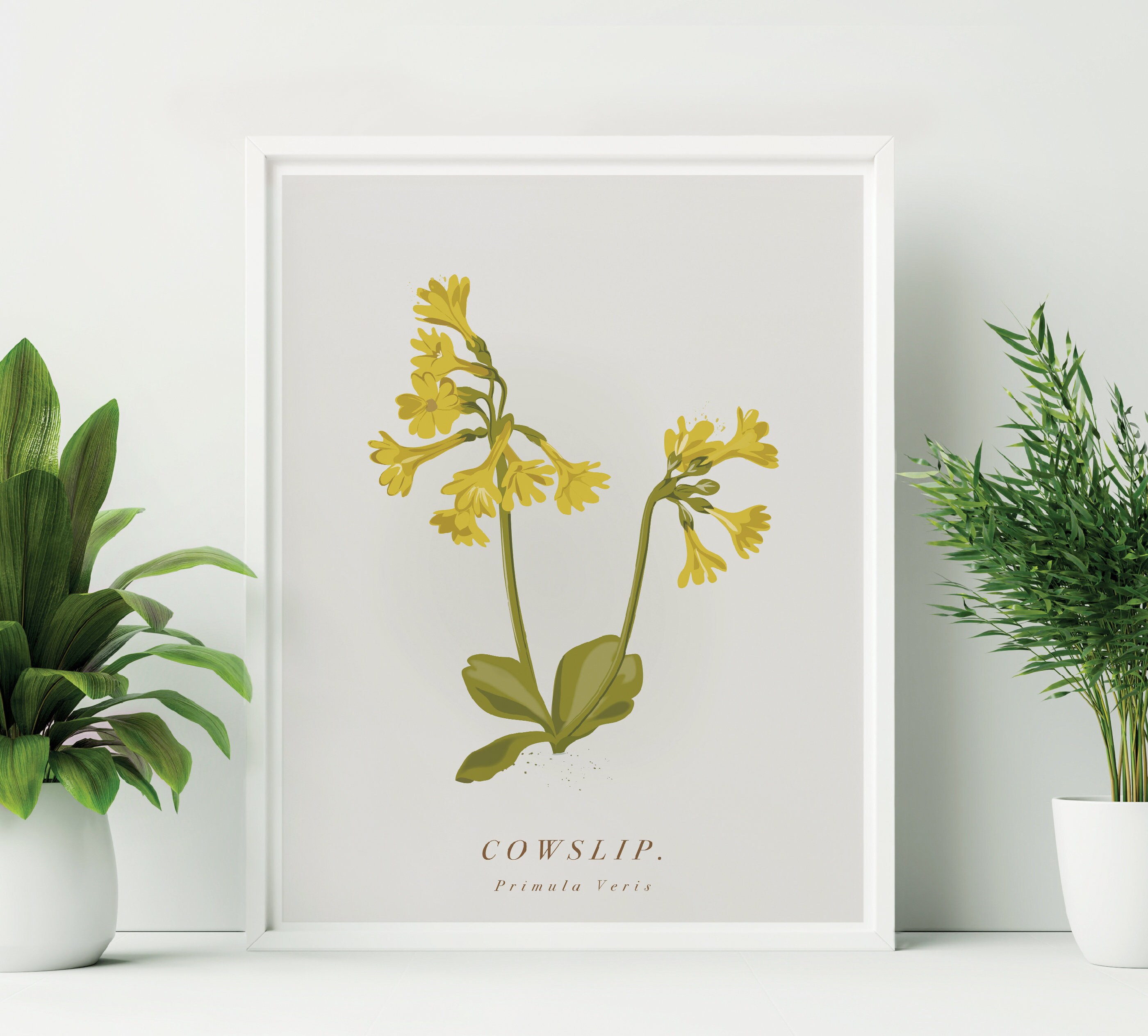 English Cowslip
