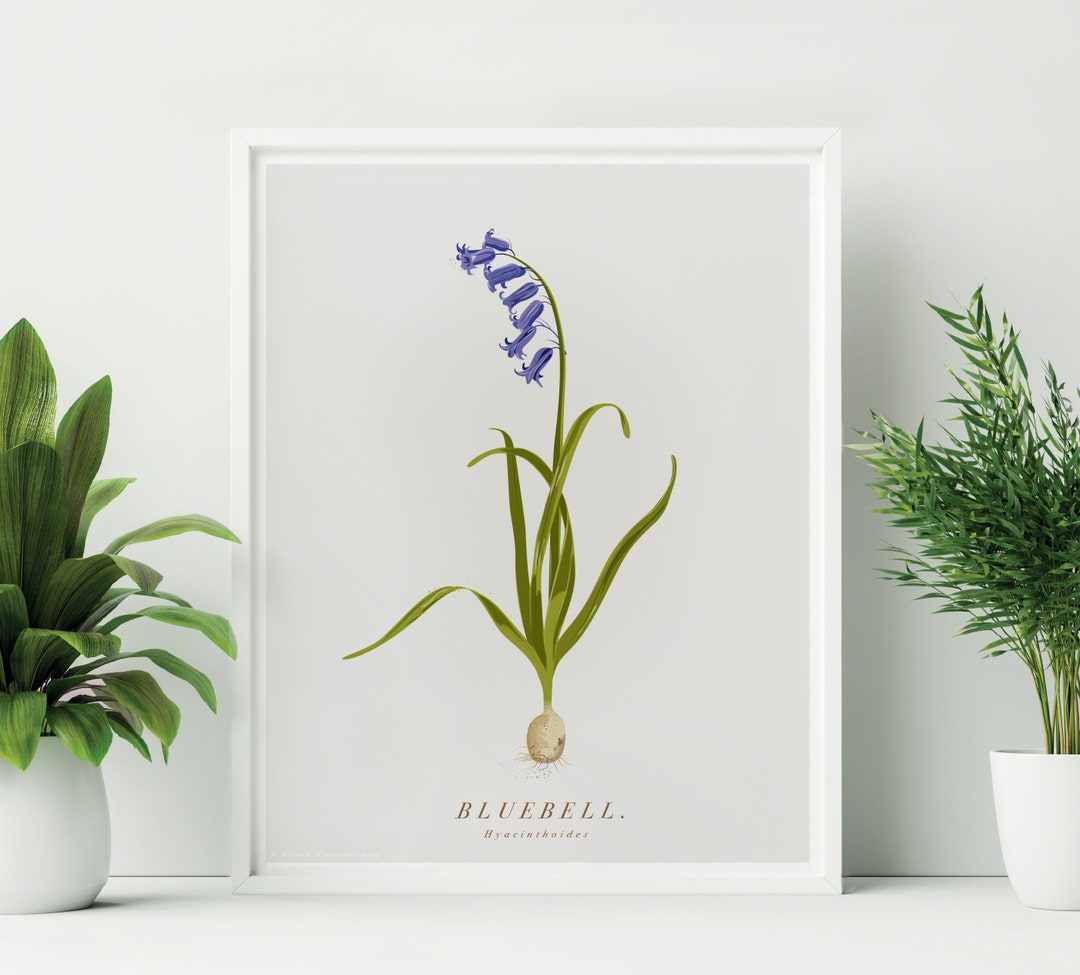 Unframed Bluebell Print. Bluebell Botanical Print. British Wildflower ...