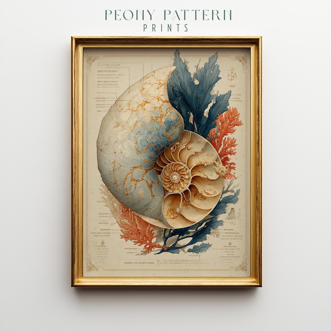 Vintage Nautilus Shell Interior Art - Printable Scientific Illustration ...