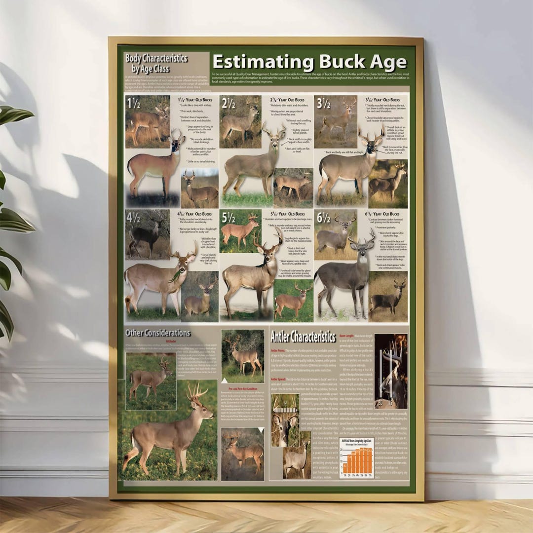 Estimating Buck Age Poster, Deer Body Characteristics Chart, Hunting ...