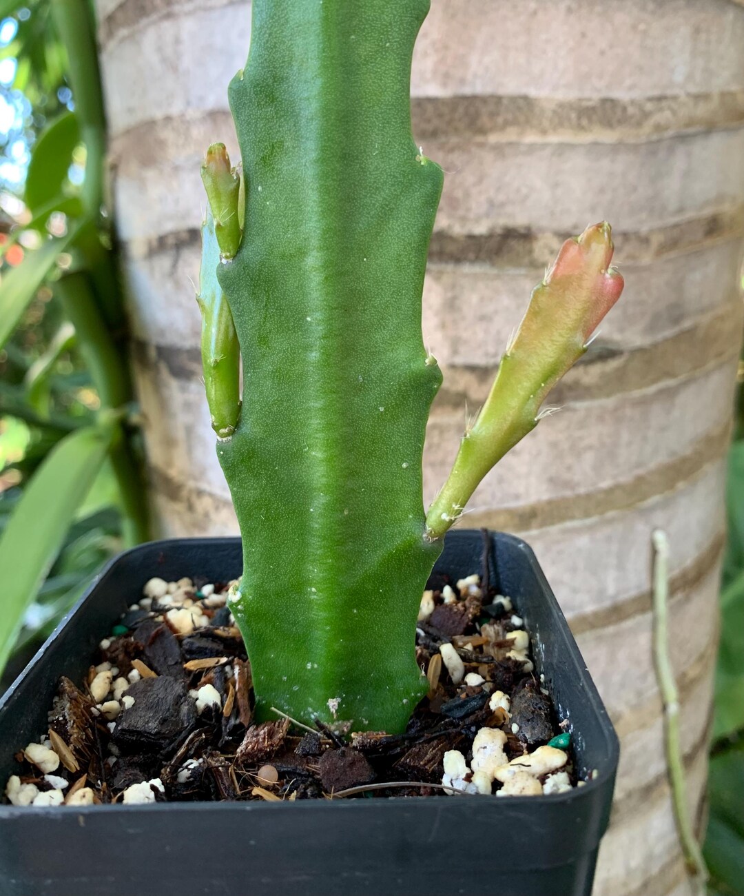 Beautiful Rooted Epiphyllum Cactus “morning Sunshine” Cutting - Etsy