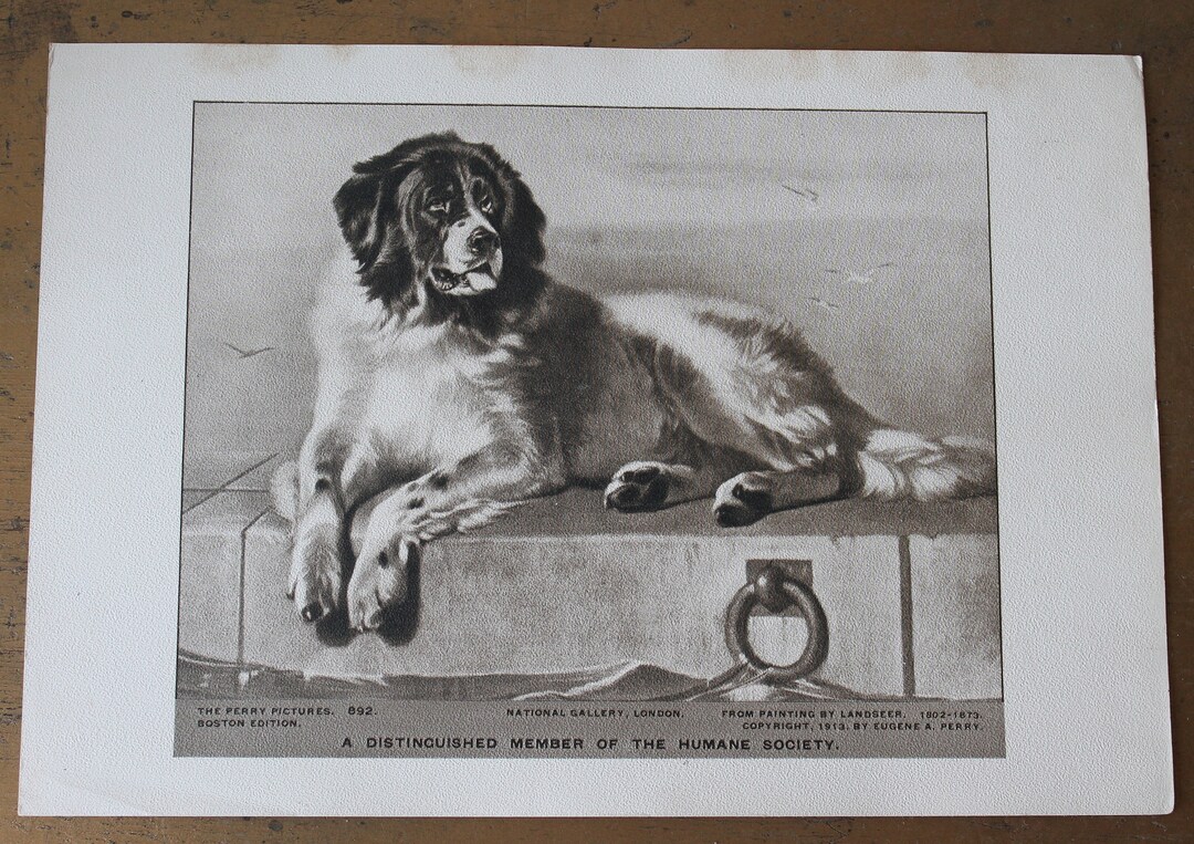 Antique Print "a Distinguished Member of the Humane Society" the Perry ...