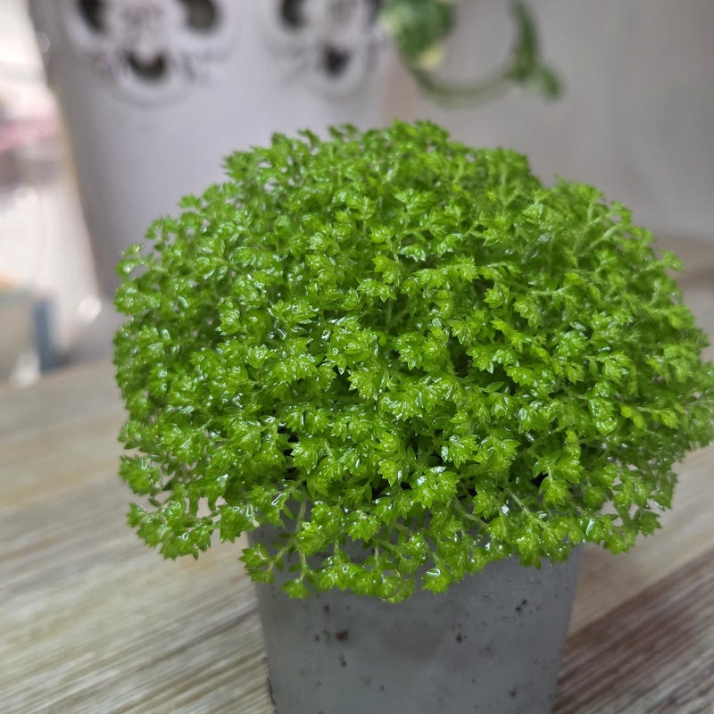 Exotic Plant Terrariums - Etsy UK