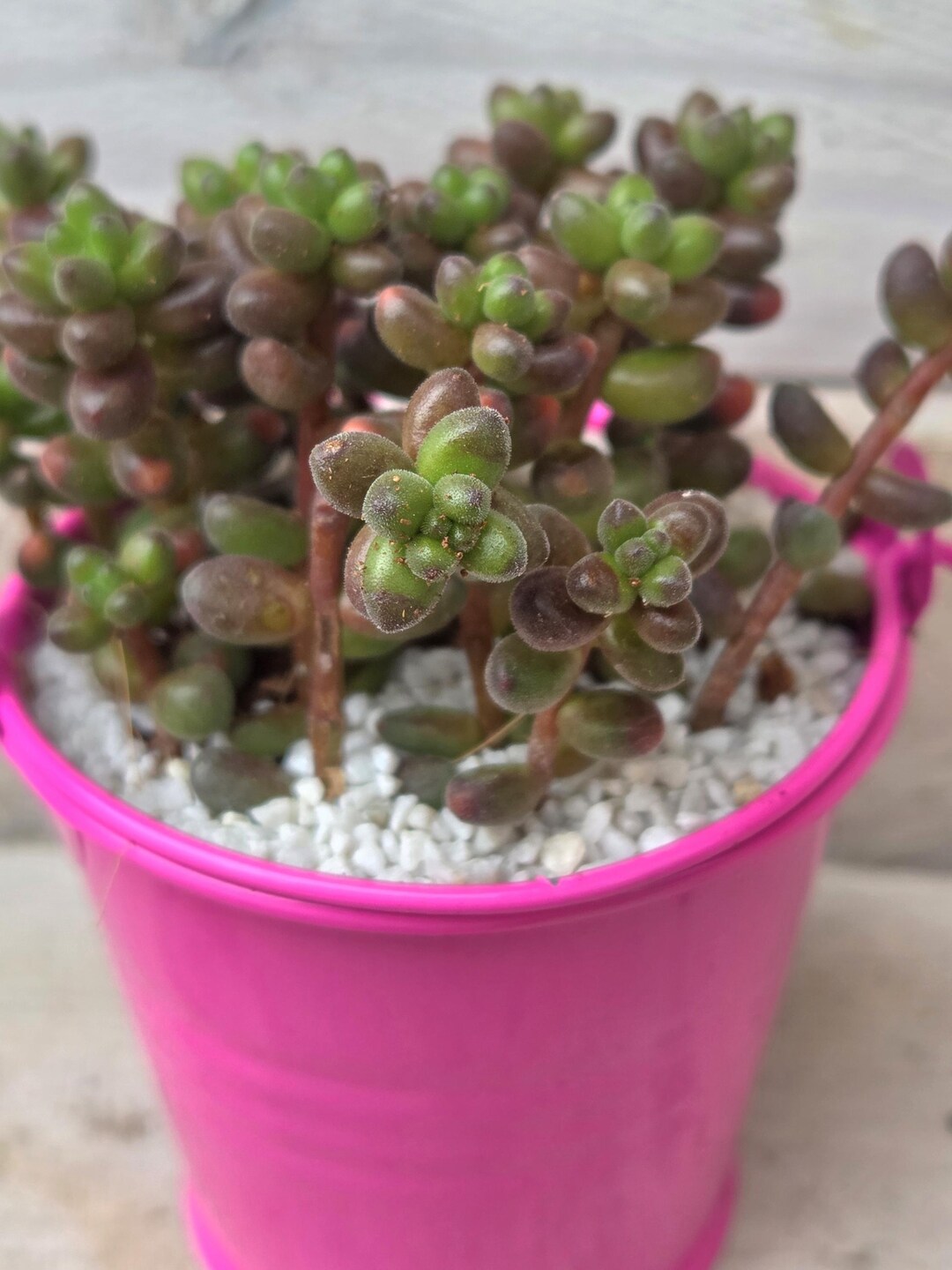 Sedum Stahlii in Painted Metal Bucket / Succulent Party or Wedding ...