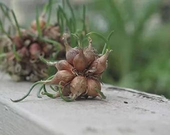 Saffron and Cedar Set - Etsy