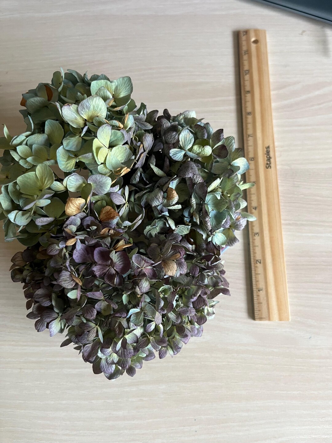 Pre-order Six Dried Hydrangeas With Short Stems - SHIPS Early July - Etsy