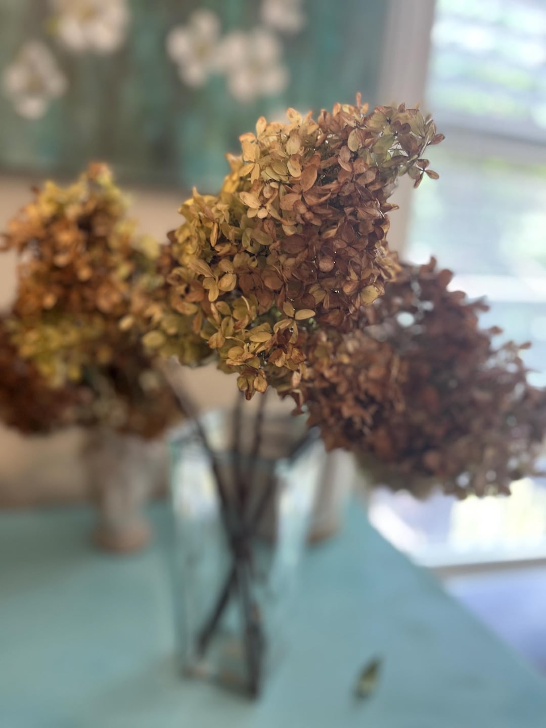 Five Dried Beige & Green Limelight Hydrangeas With Long Stems - Etsy