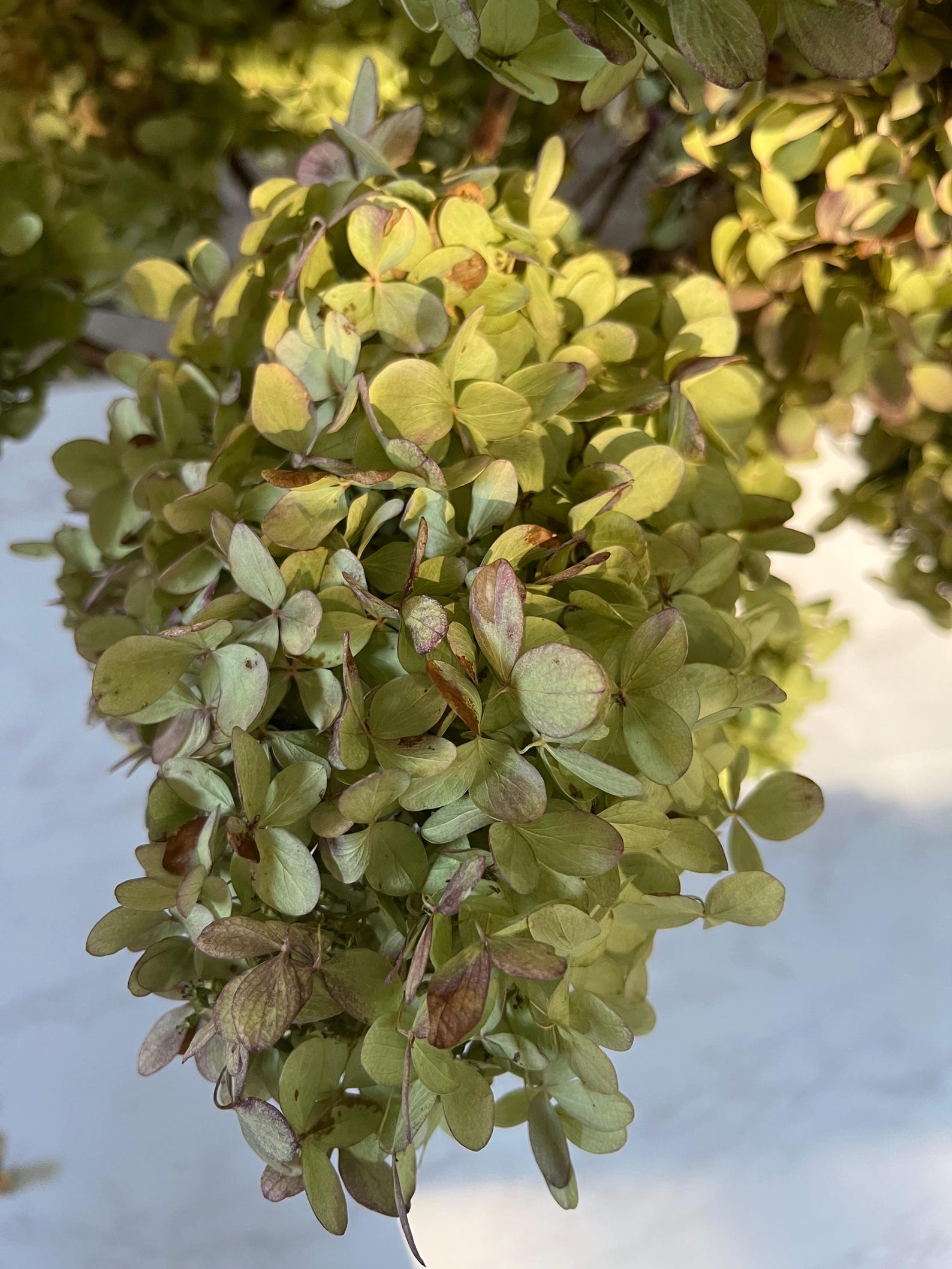 Five Dried Limelight Hydrangeas - Etsy
