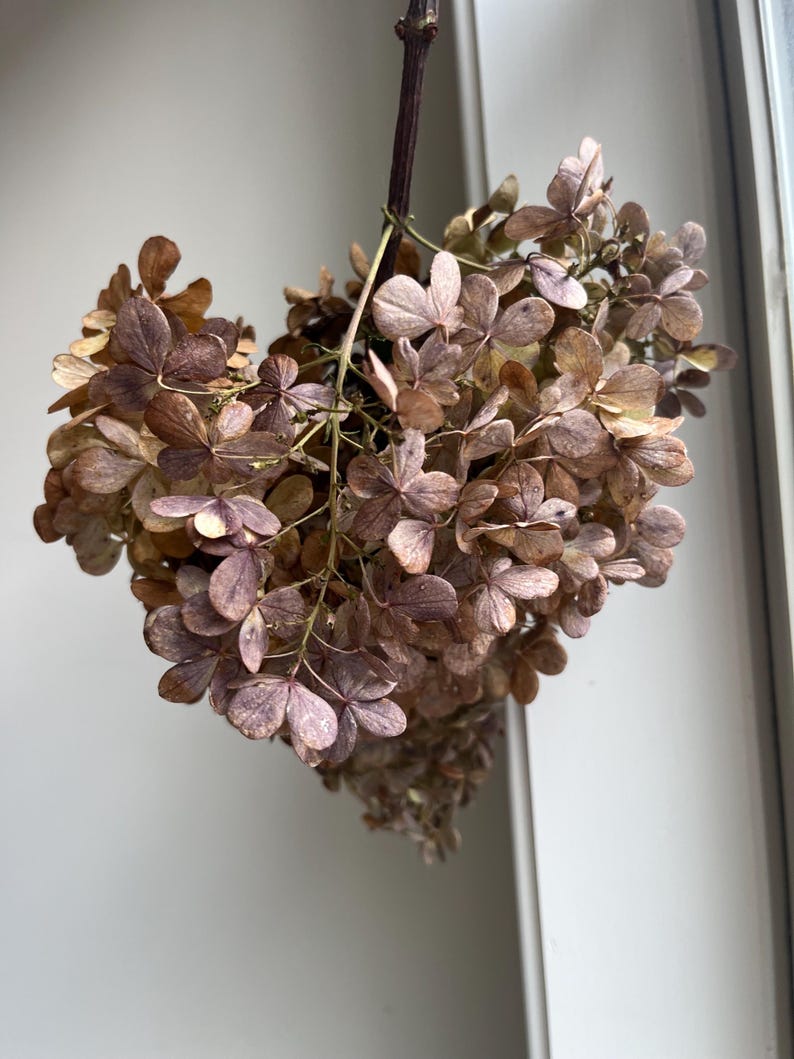 Five Dried Beige & Green Limelight Hydrangeas With Long Stems - Etsy