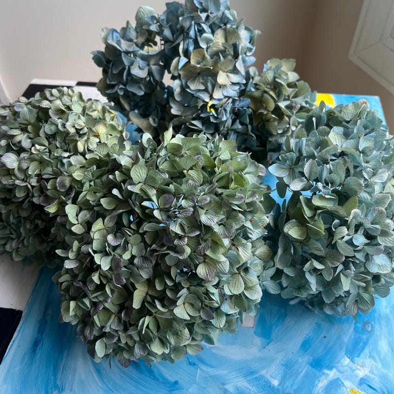 Dried Hydrangeas - Etsy