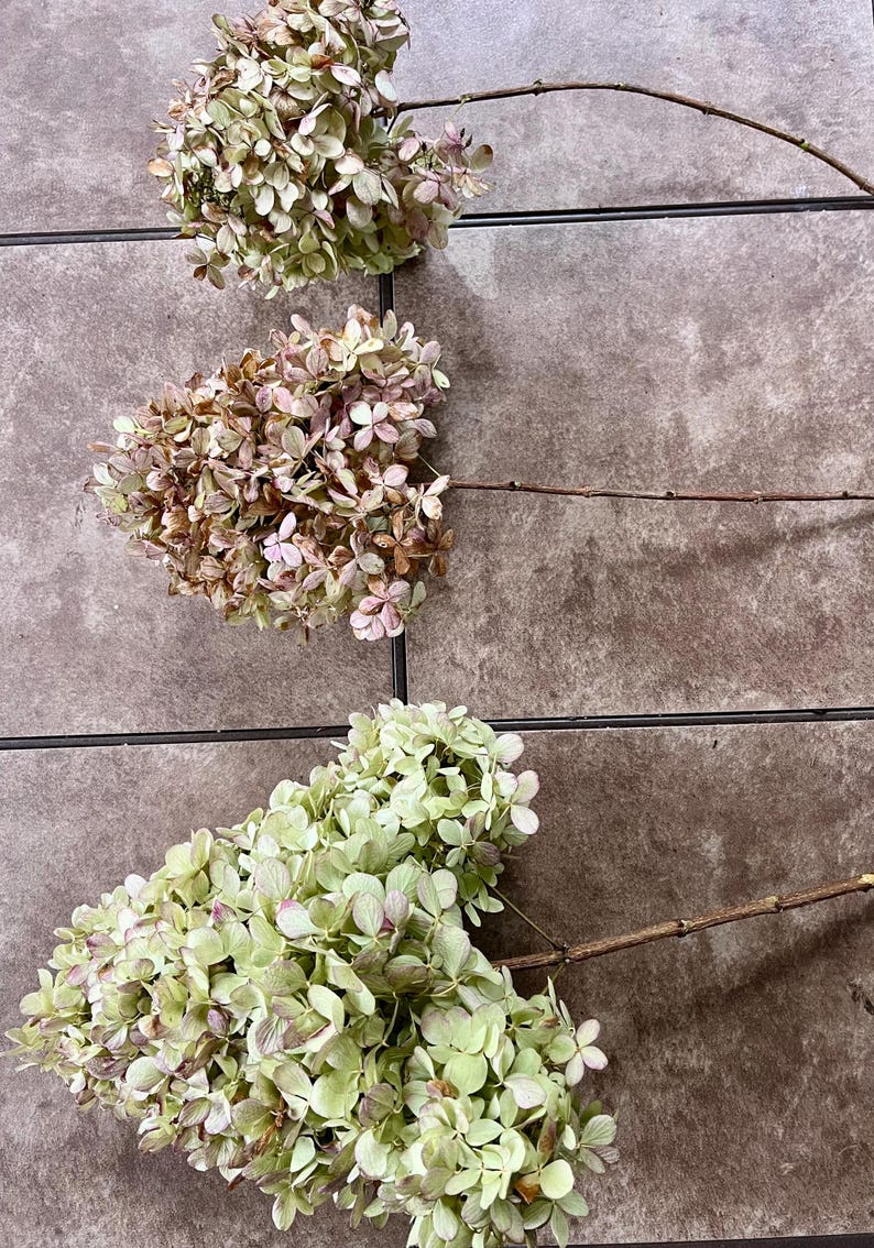 Five Dried Limelight Hydrangeas - Etsy