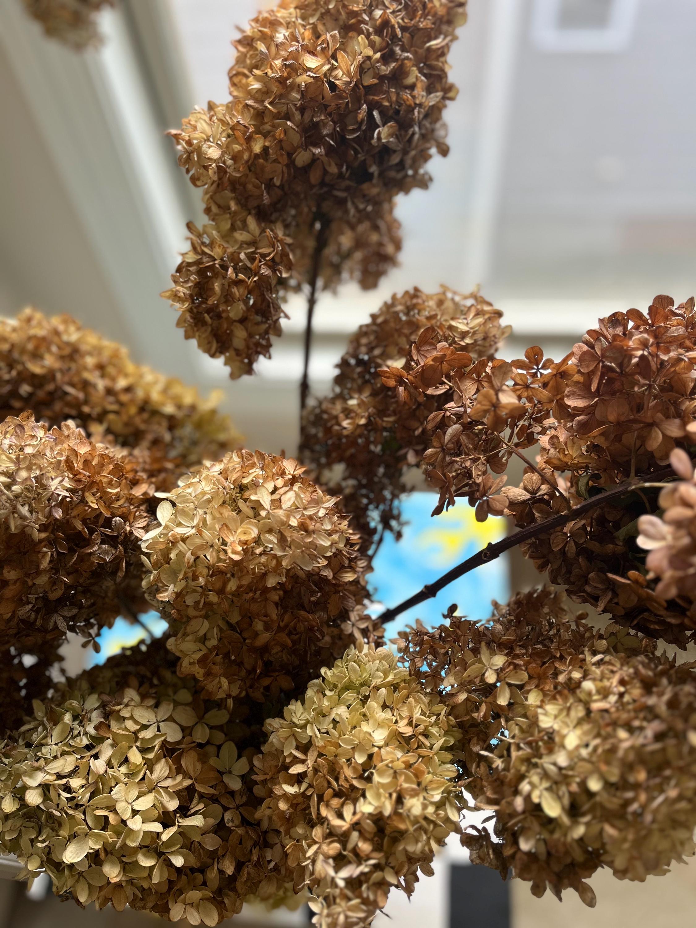 Five Dried Beige & Green Limelight Hydrangeas With Long Stems - Etsy