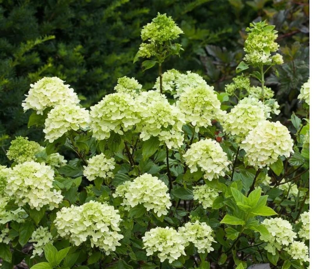 6 Little Limelight Hydrangeas Cuttings to Root, 5 to 6 Inches - No ...