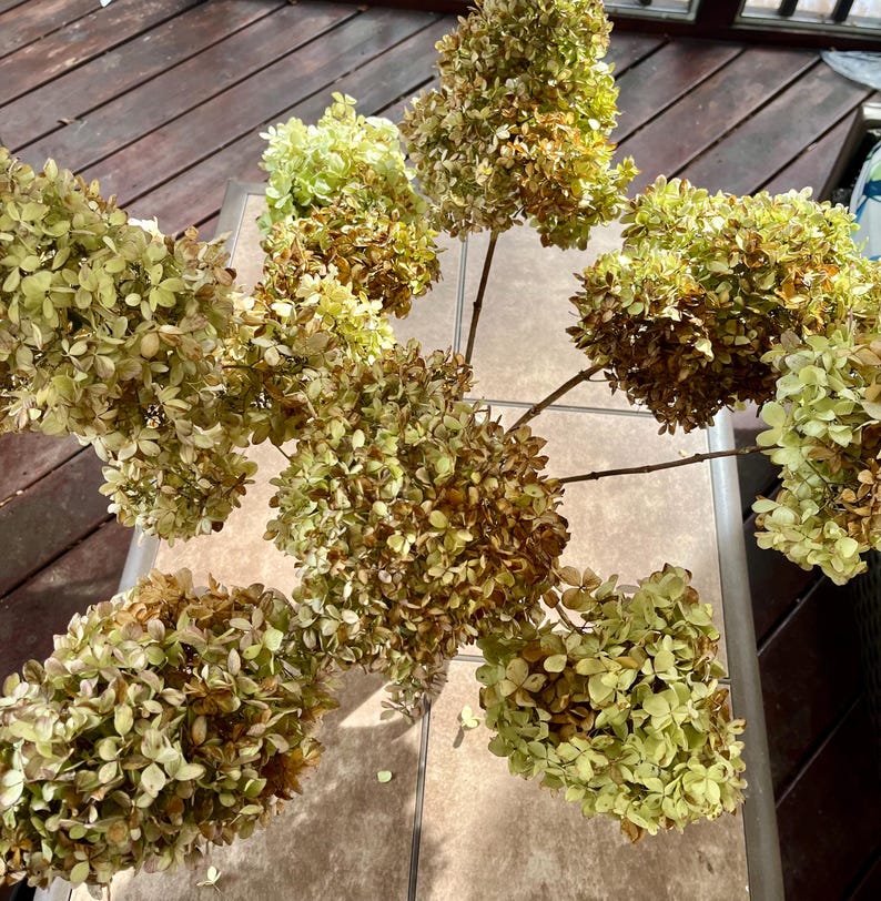 Five Dried Limelight Hydrangeas - Etsy