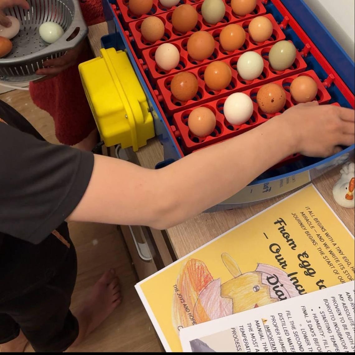 Chicken Egg Incubation Journal: 30-day Hatching Tracker (digital PDF ...